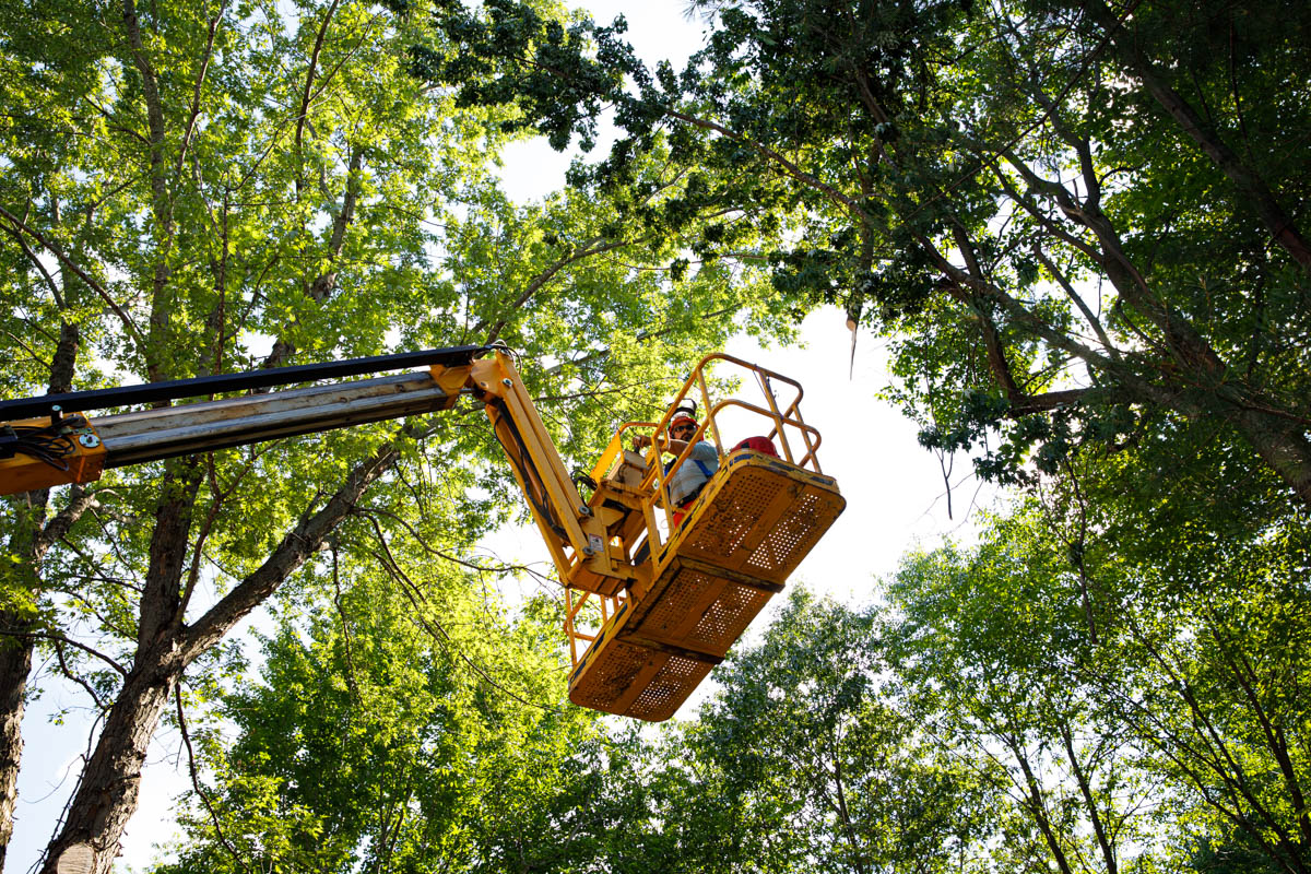 BLUECOAT Tree Service in Eau Claire and Altoona
